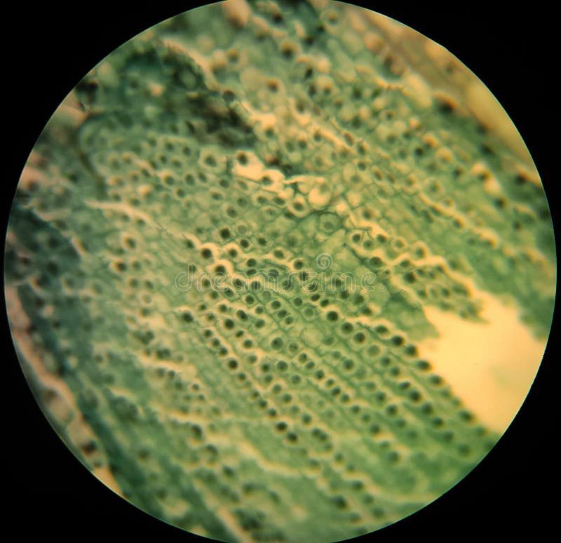 Microscopio Delle Cellule Vegetali Plasmodesma Wikipedia