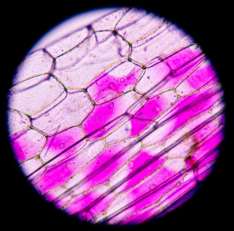 Cellule Bactérienne Au Microscope 400x