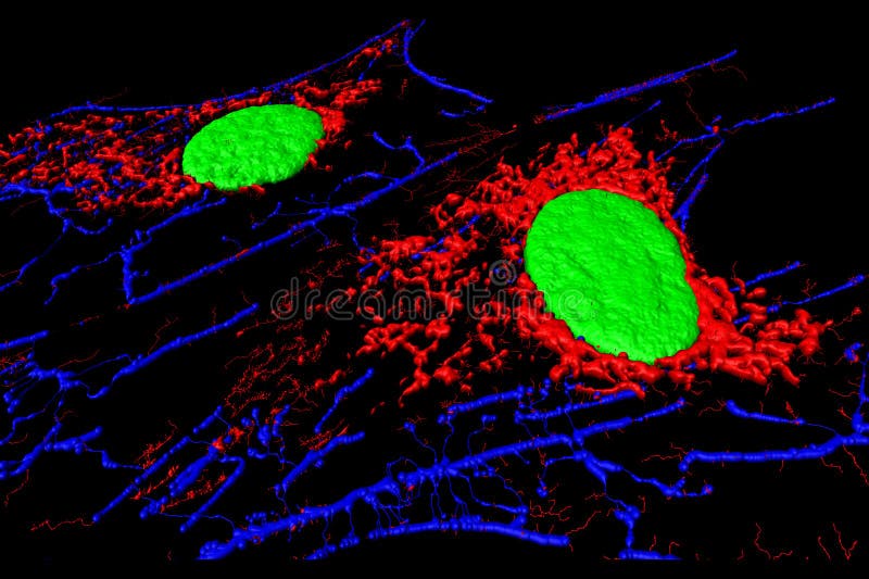 Cellules de fibroblaste image stock. Image du noyau, fibroblaste - 47622229