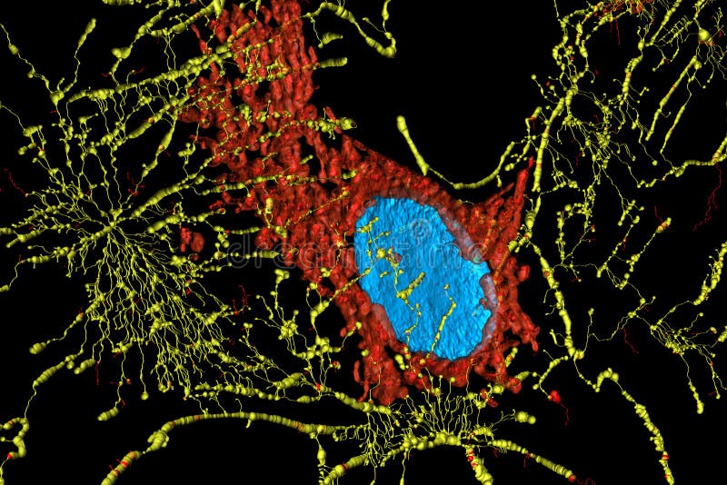Cellules De Fibroblaste Dans La Culture Photo stock - Image du ...