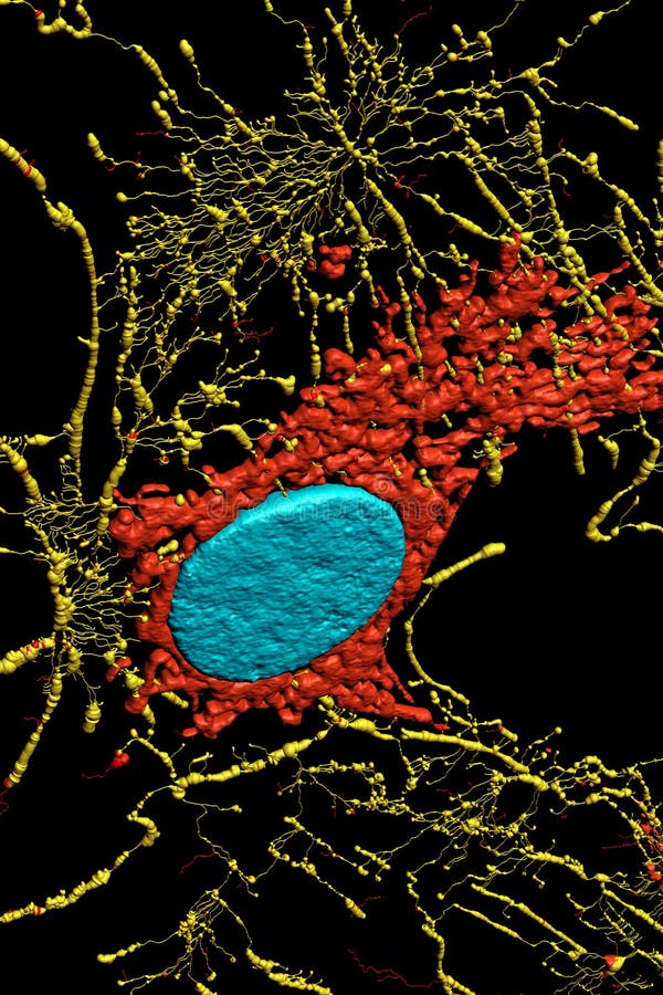 Cellules De Fibroblaste Dans La Culture Photo stock - Image du ...