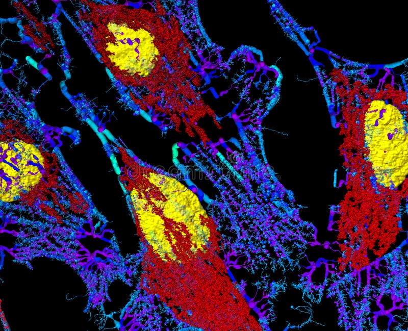 Cellule de fibroblaste illustration stock. Illustration du cellule ...