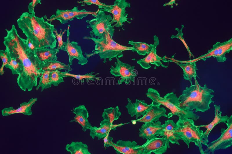 Cellules De Fibroblaste Dans La Culture Photo stock - Image du ...