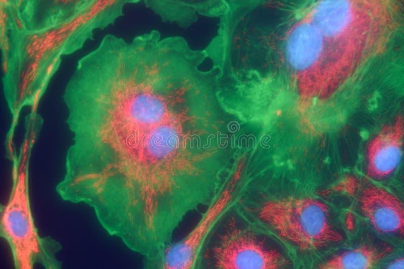 Cellules de fibroblaste photo stock. Image du animal - 32807518