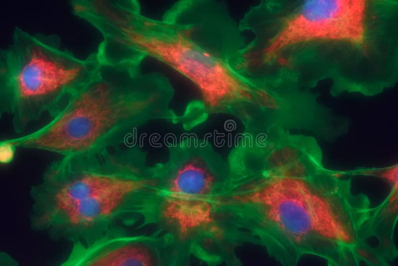Cellules De Fibroblaste Dans La Culture Photo stock - Image du ...
