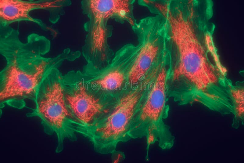 Cellules de fibroblaste image stock. Image of cellule - 47621261