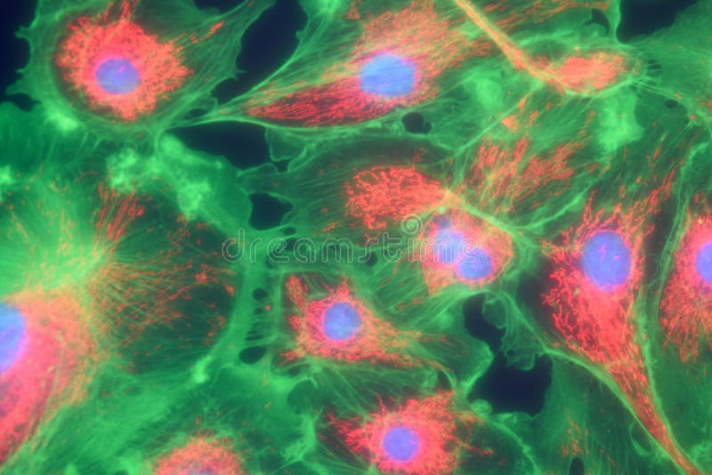 Cellules De Fibroblaste Dans La Culture Photo stock - Image du ...