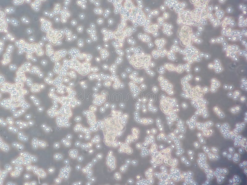 Saccharomyces Cerevisiae Cellule Bourgeonnante De Levure Sous ...