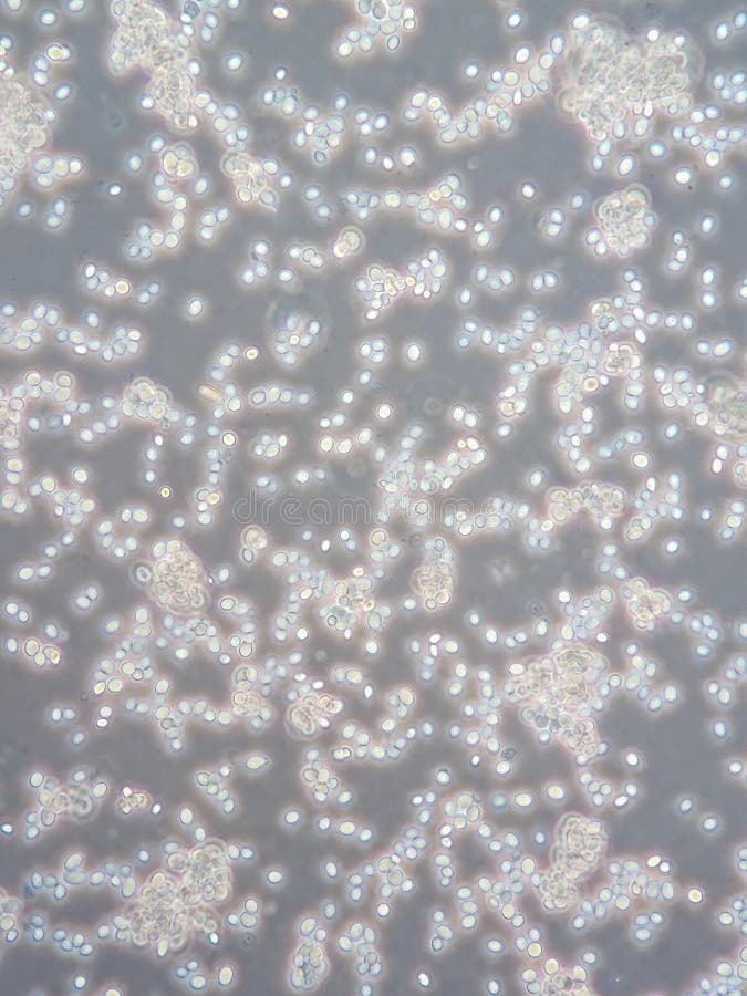 Saccharomyces Cerevisiae Cellule Bourgeonnante De Levure Sous ...
