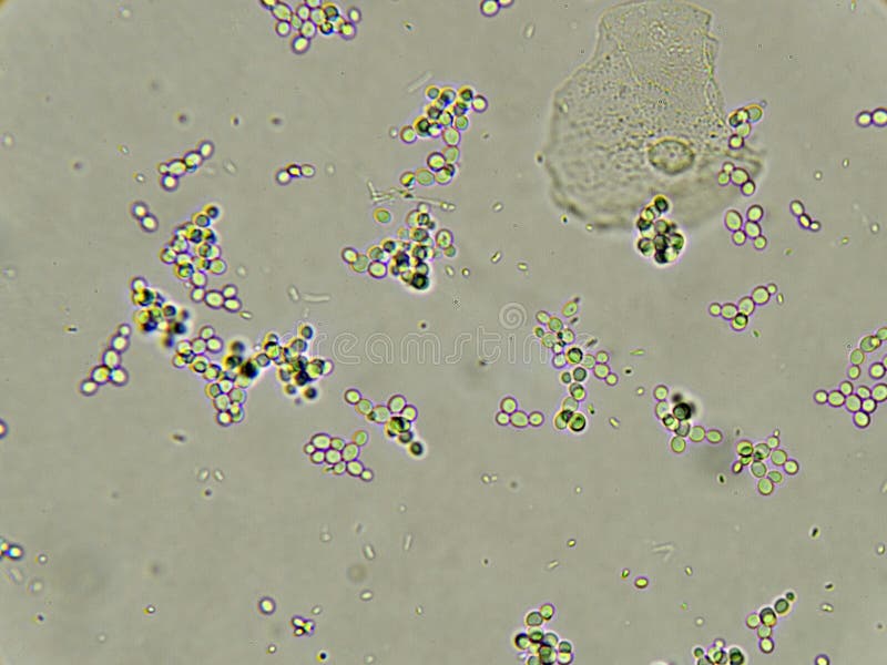 Cellules De Levure De Bourgeonnement Photo stock - Image du mycète ...