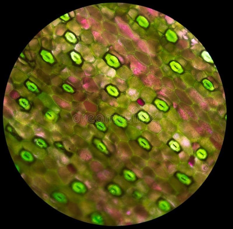 Cellules De Plante Verte Sous Le Microscope Image stock - Image du ...