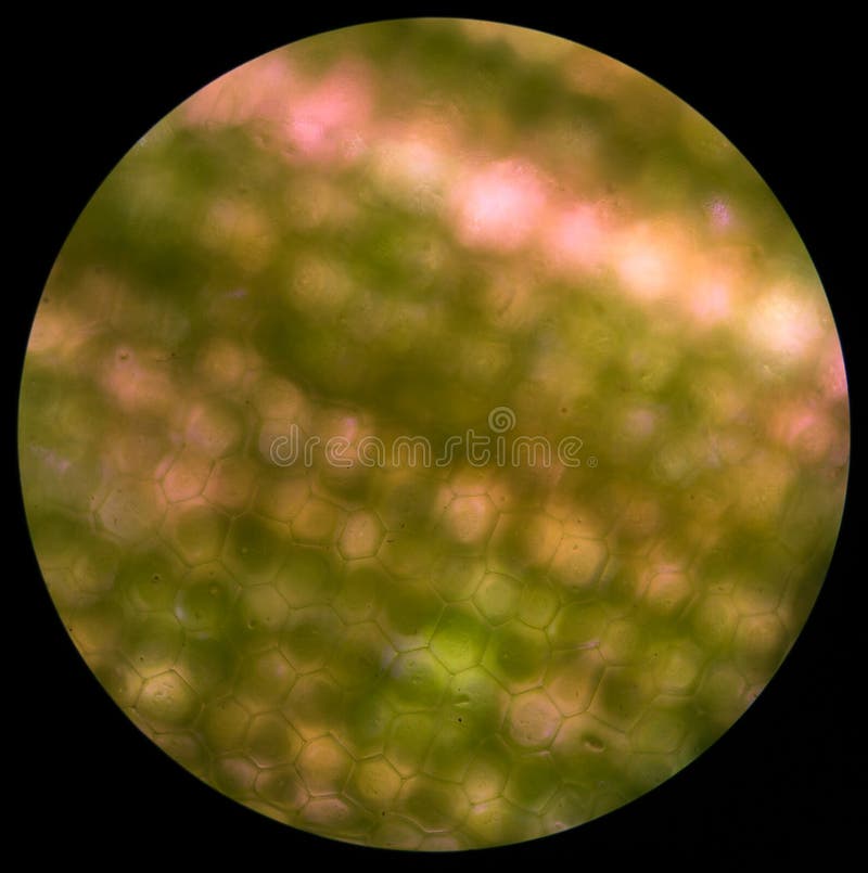 Cellules De Plante Verte Sous Le Microscope Photo stock - Image du ...