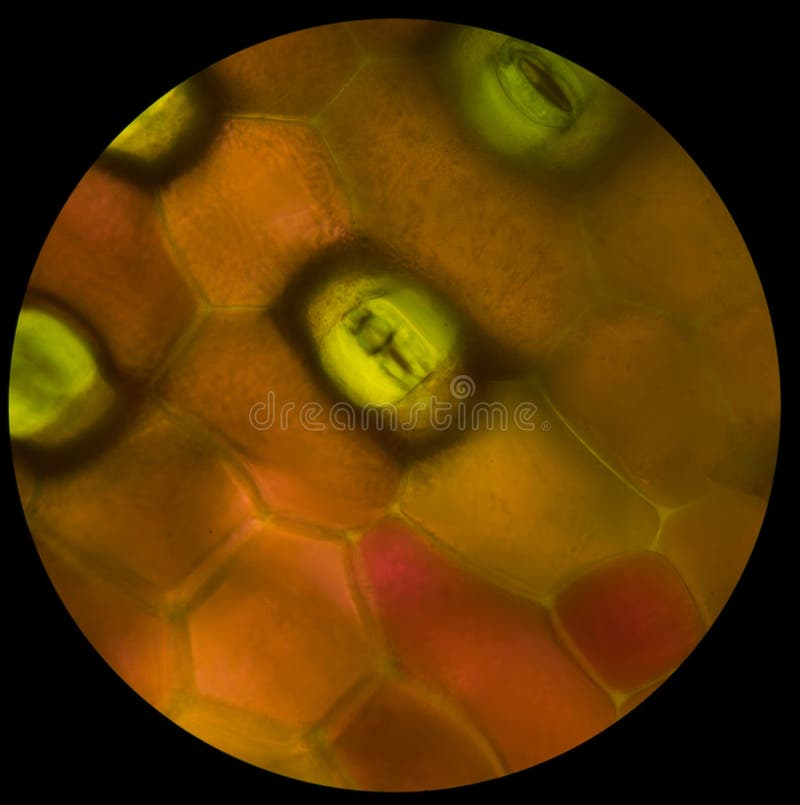 Cellules De Plante Verte Sous Le Microscope Image stock - Image du ...