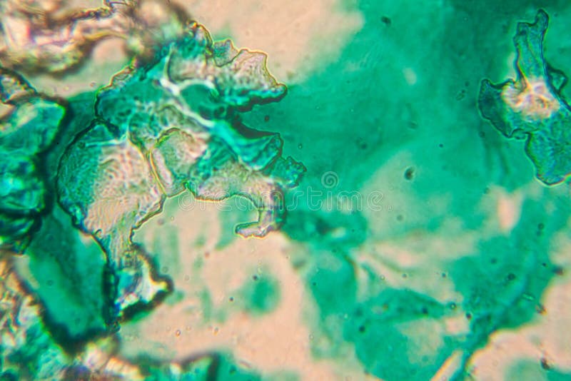 Cellules Humaines Et Eau Au Microscope Photo stock - Image du cytologie ...