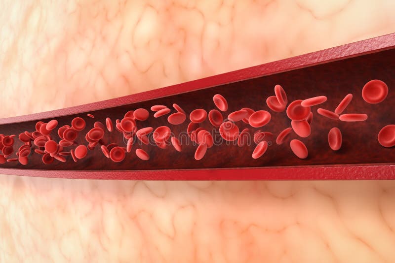 Cellules Rouges Dans La Veine Illustration Stock - Illustration du ...