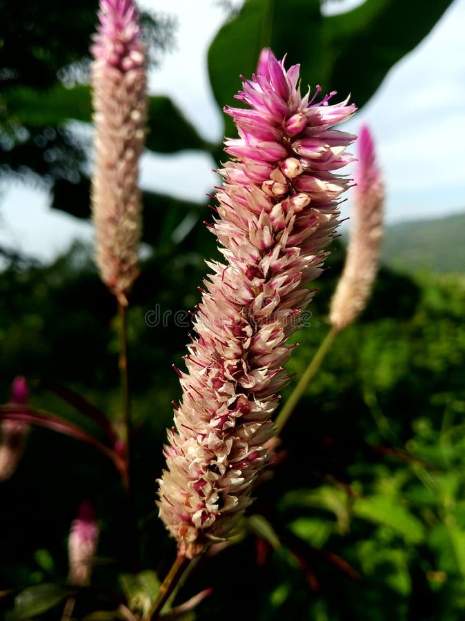 Boroco (Celosia Argentea) with Hemiptera Stock Image - Image of plant ...