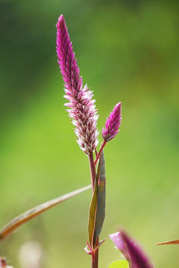 Celosia Argentea (Also Called Plumed Cockscomb, Silver Cock S Comb ...