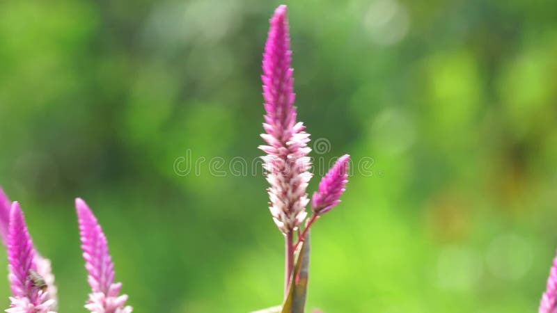 Celosia Argentea (Also Called Plumed Cockscomb, Silver Cock S Comb ...