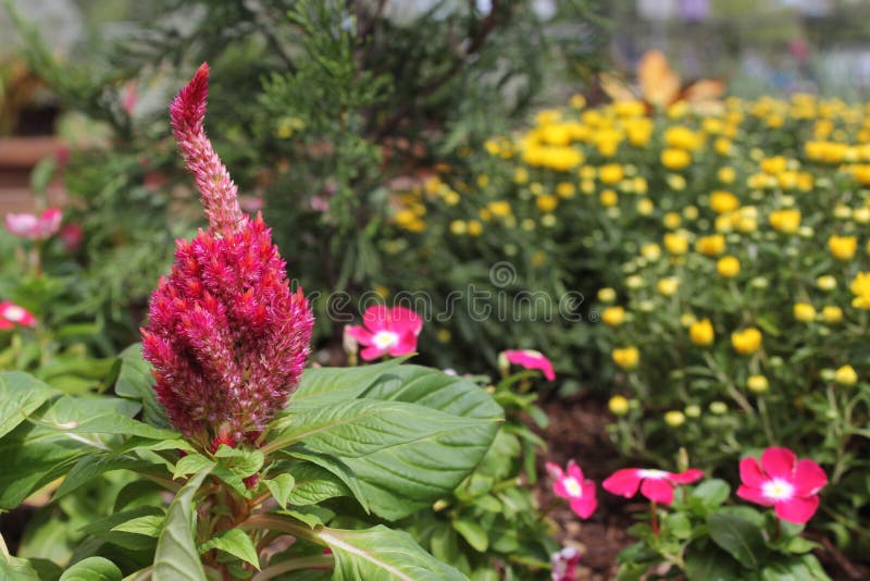 Celosia Cockscomb Flower Growing in Garden Outdoors Stock Photo - Image ...