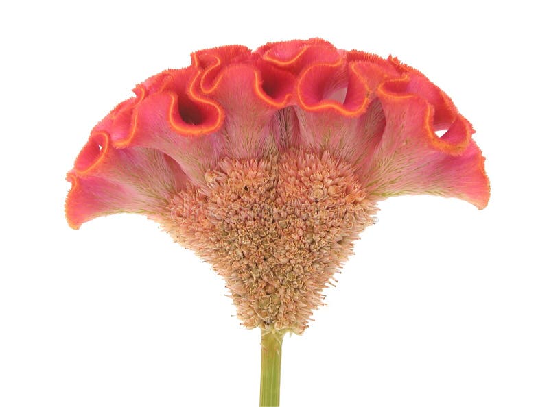 Lithostrotionella Coralino Fósil Foto de archivo - Imagen de cubo ...