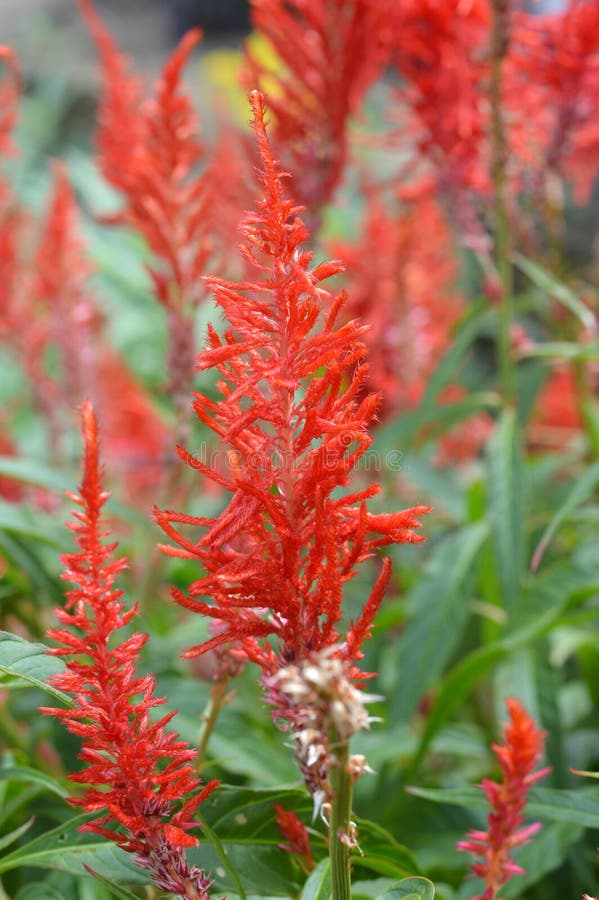 Chicken flower stock image. Image of bloom, easter, garden - 174023497
