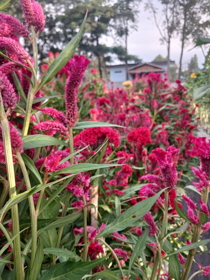 Celosia Cristal Flowers are Bright Red in Color Stock Photo - Image of ...