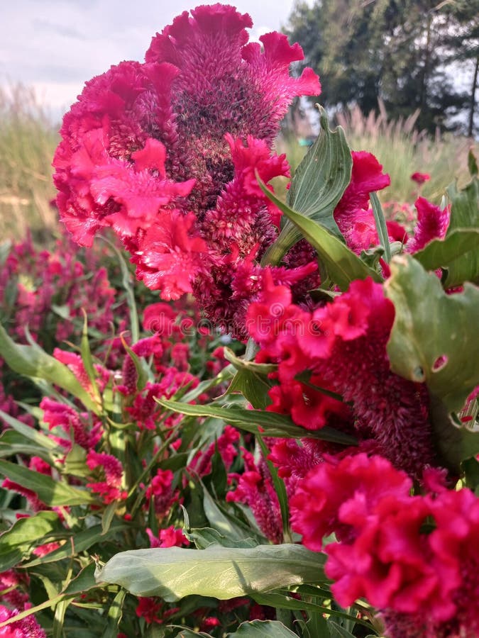 Celosia Cristal Flowers are Bright Red in Color Stock Image - Image of ...