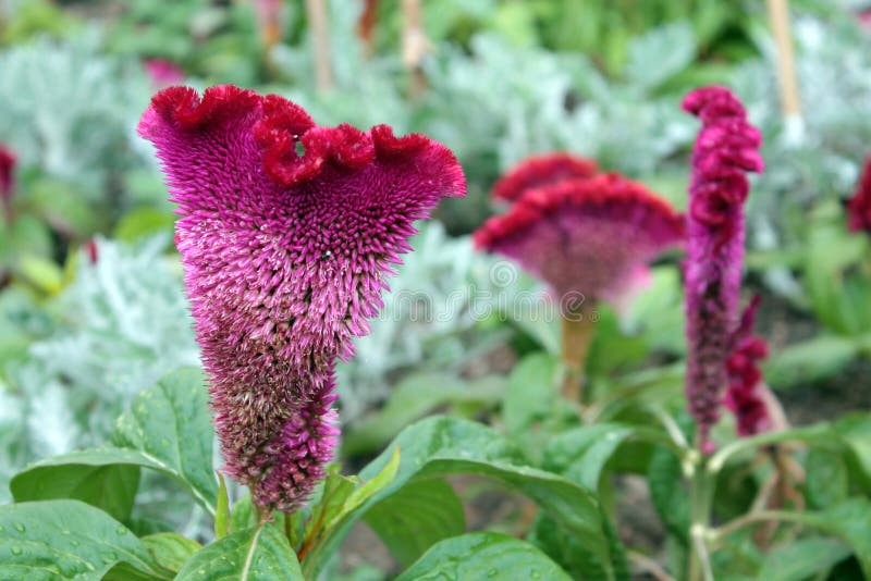Celosia Cristata (cockscomb Flower) Stock Image - Image of bush, botany ...