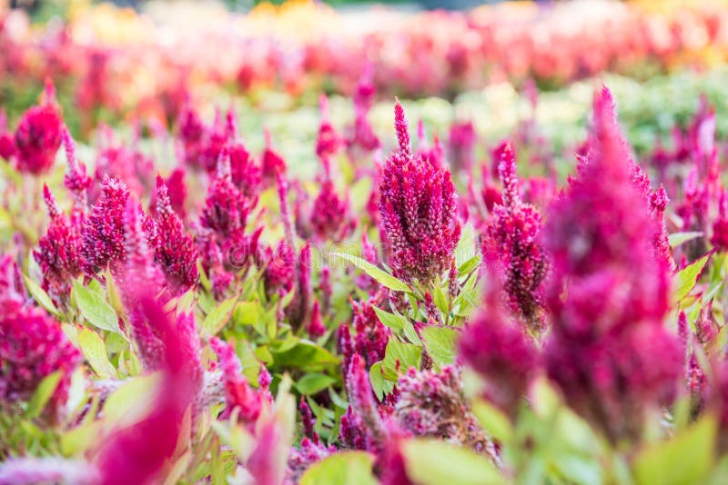 Celosia Enano, Plumosa Del Celosia Imagen de archivo - Imagen de flor ...