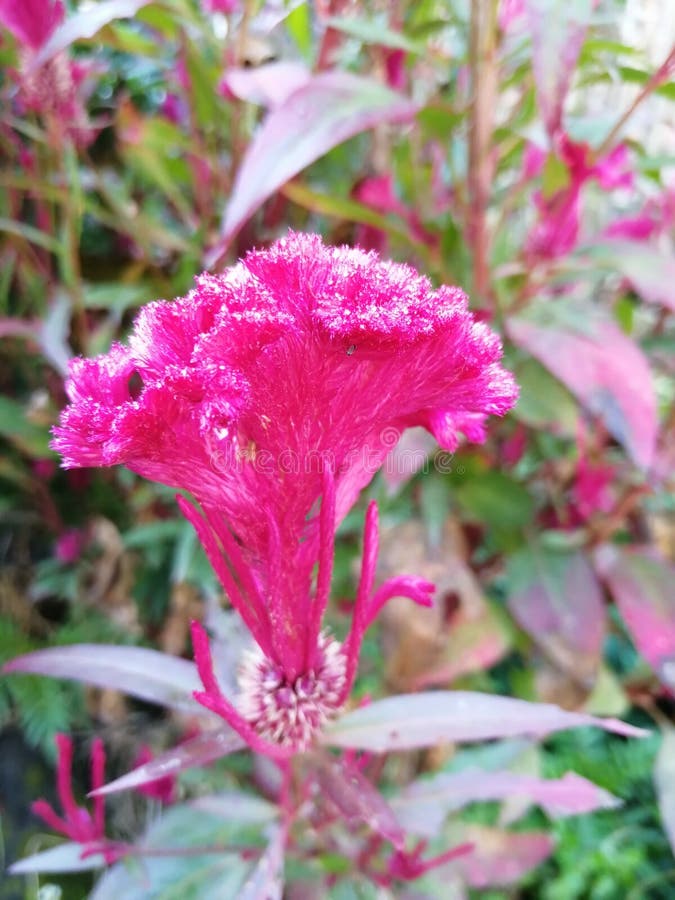 Cockscomb(celosia)flower stock image. Image of blossom - 135307101