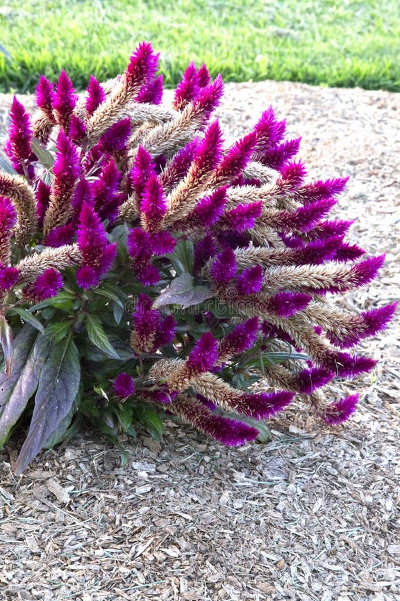 Celosia - Intenz - Deep Purple Immagine Stock - Immagine di profondo ...