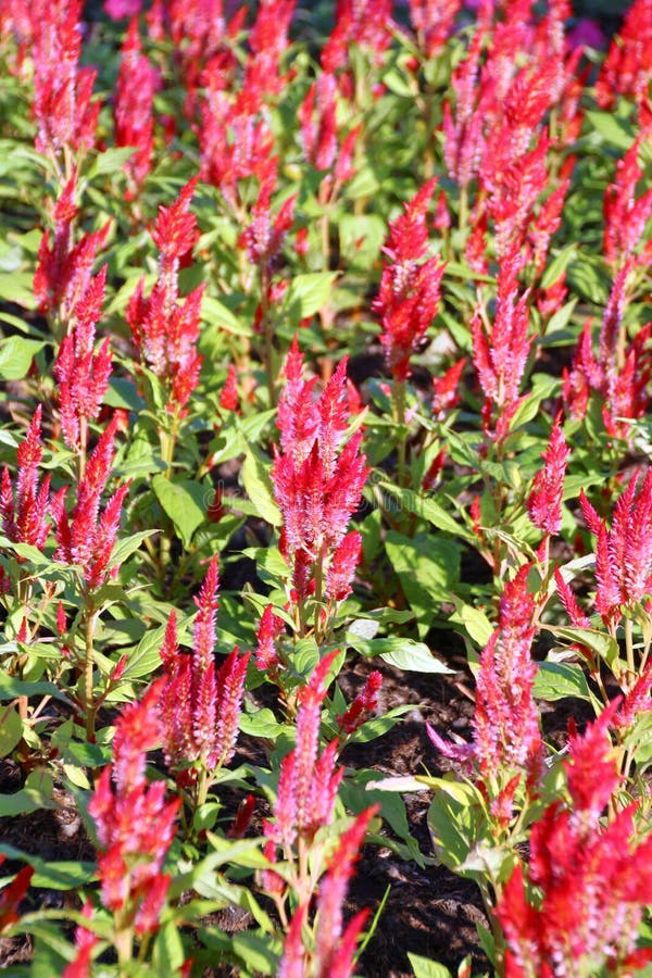 Celosia, Plumed Celosia, Wool Flower, Red Fox Stock Photo - Image of ...