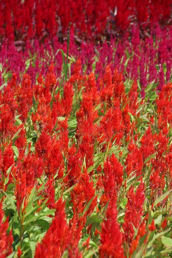 Celosia, Plumed Celosia, Wool Flower, Red Fox Stock Photo - Image of ...