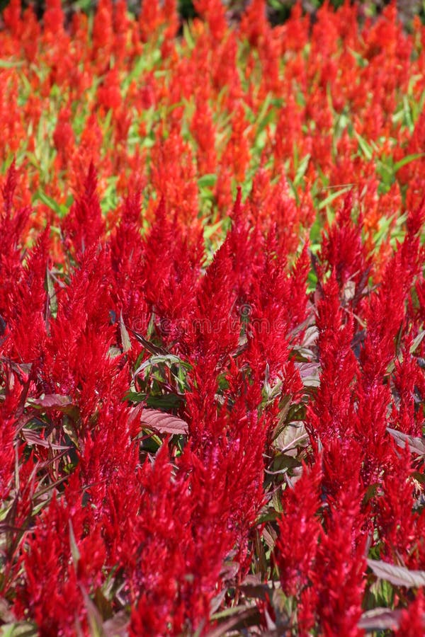 Celosia, Plumed Celosia, Wool Flower, Red Fox Stock Photo - Image of ...