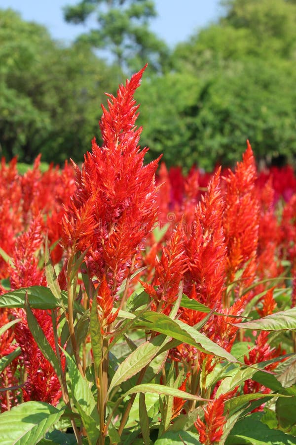 Celosia, Plumed Celosia, Wool Flower, Red Fox Stock Photo - Image of ...