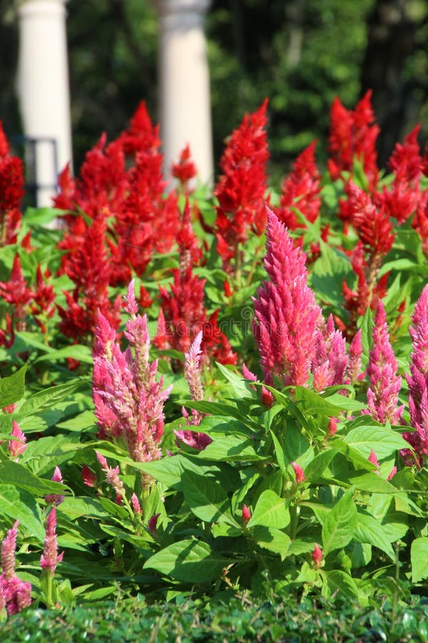 Celosia, Plumed Celosia, Wool Flower, Red Fox Stock Photo - Image of ...