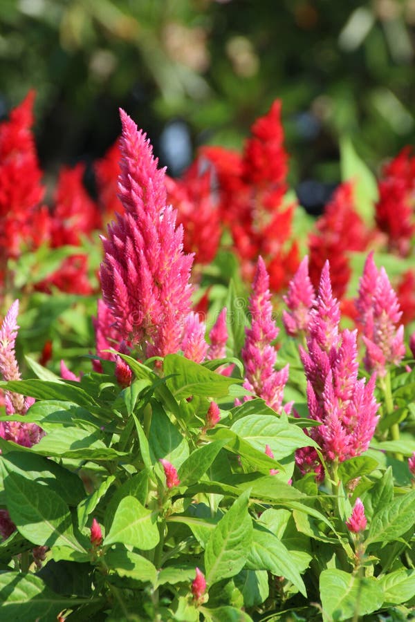 Celosia, Plumed Celosia, Wool Flower, Red Fox Stock Photo - Image of ...