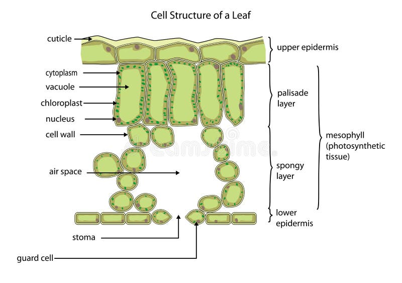 Blad Epidermis Diagram