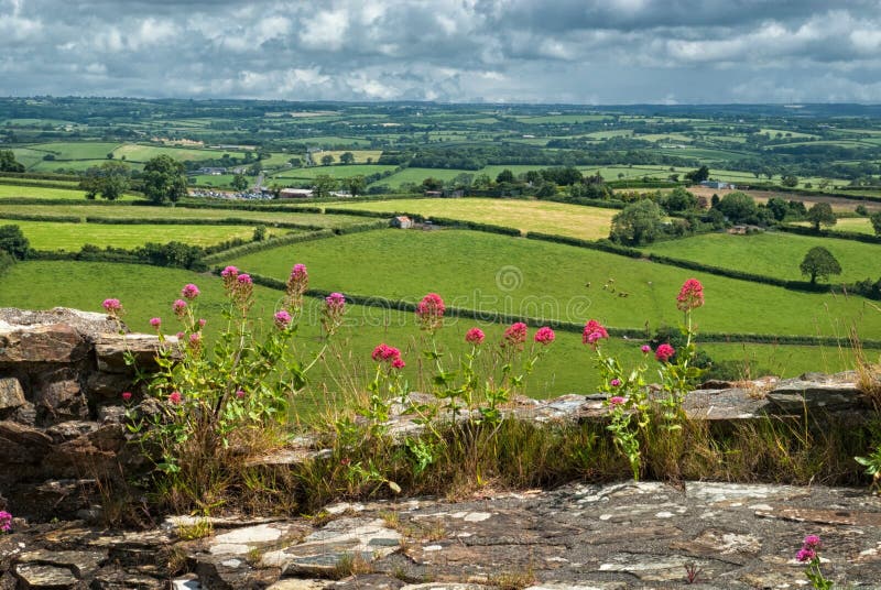 Flowers at Launceston Castle Stock Photo - Image of stone, cornwall ...