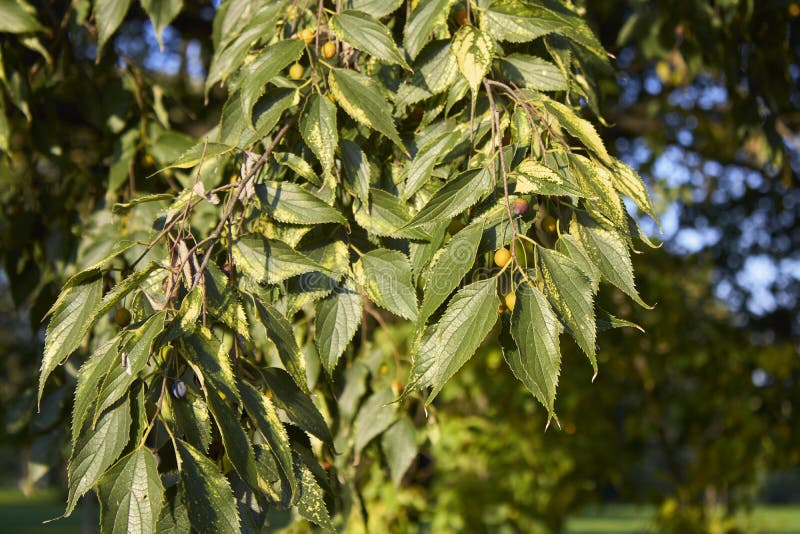 Celtis australis tree stock photo. Image of botanical - 233705404