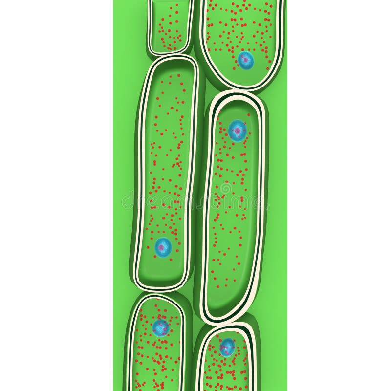 Celwand het dik maken stock illustratie. Illustration of golgi - 55592948