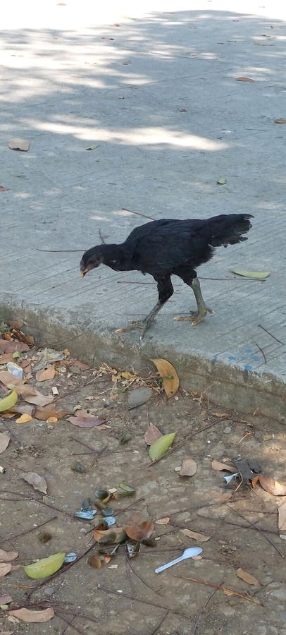 Cemani chicken stock image. Image of basil, gene, beaks - 290202101