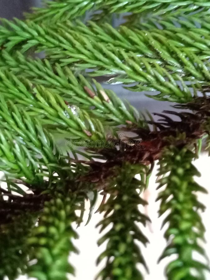 Cemara Leaves are Terraced at Dusk in a High Angle Position Stock Photo ...