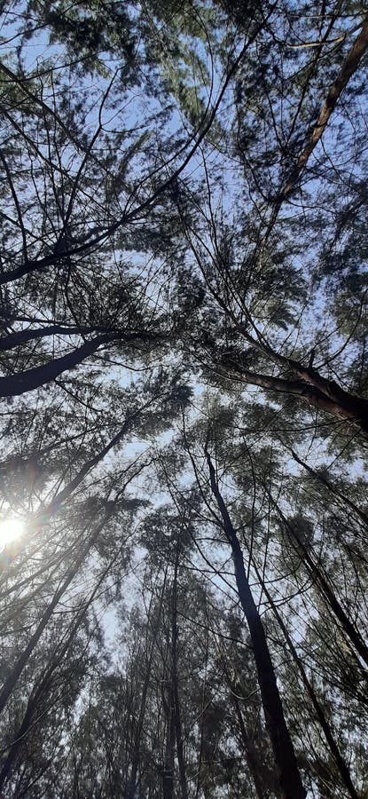 Cemara Rimbun stock photo. Image of leaf, plant, branch - 255407952