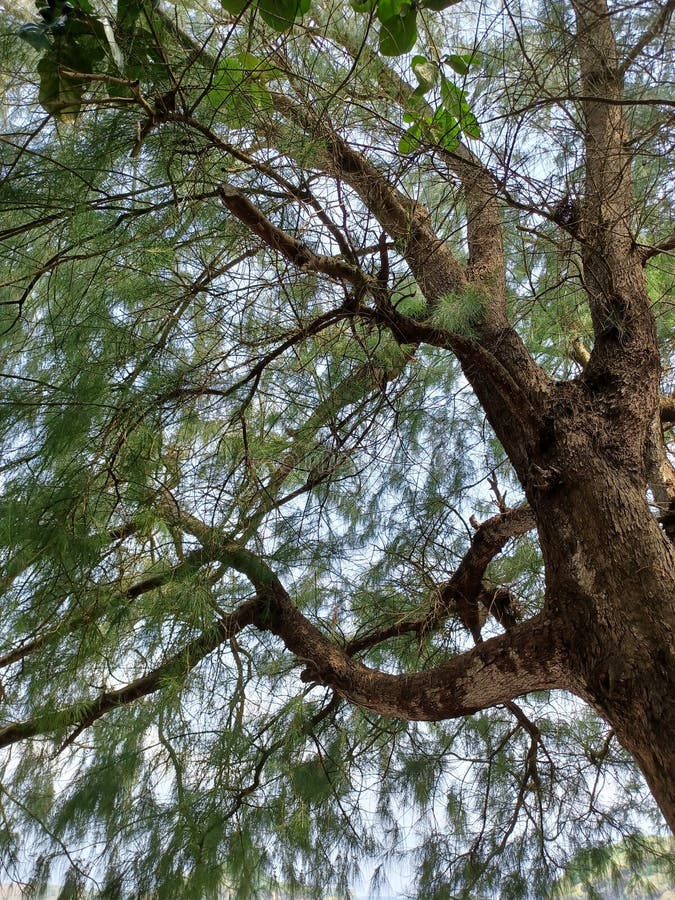 Cemara tree stock image. Image of back, location, natural - 265256439