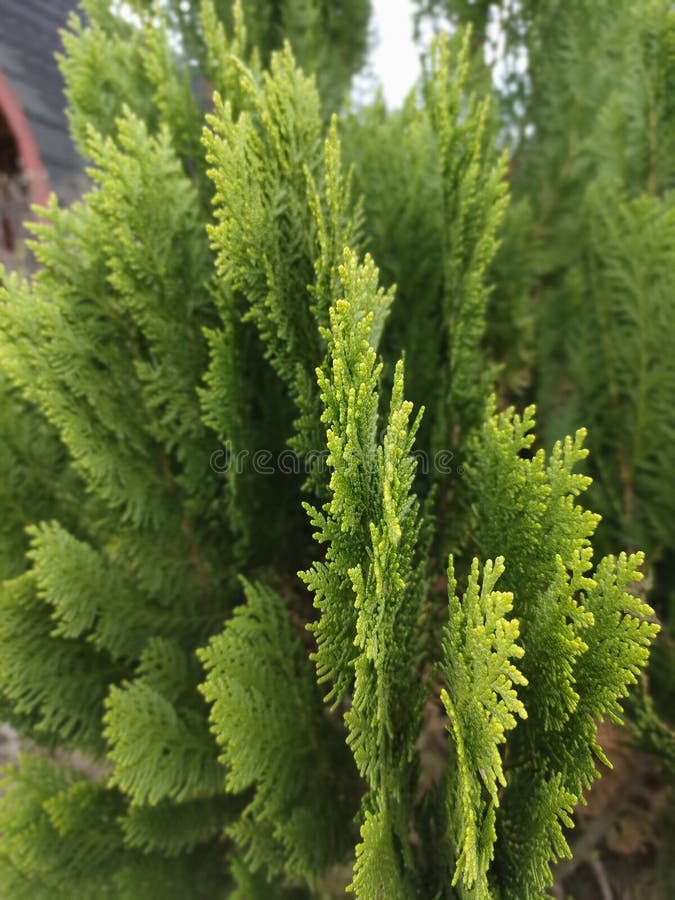 Cemara Tree at the Rinjani Mountain Stock Photo - Image of cemara, rinj ...