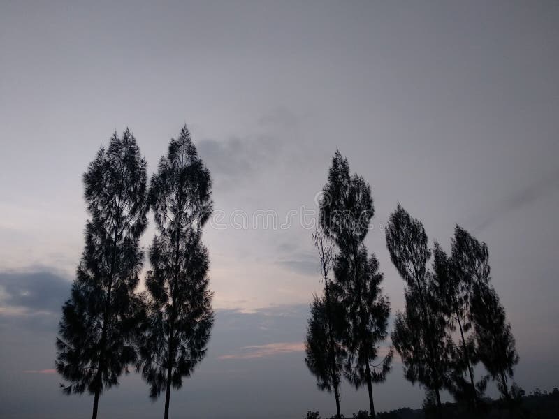 Cemara tree and the sky stock photo. Image of mist, reflection - 225430410