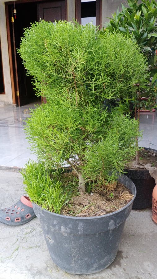 Cemara trees stock photo. Image of herb, produce, lawn - 194617062