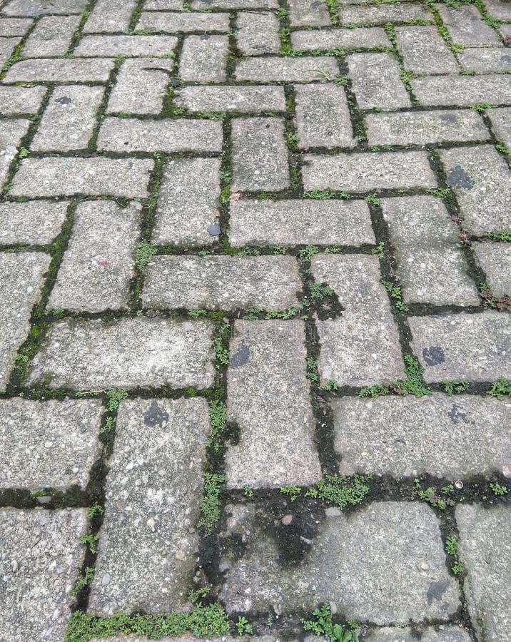 Cement Bricks on a Road that Has Been Overgrown with Moss Stock Image ...