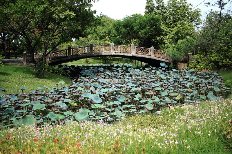 Cement Bridge Across Water Lily Field Stock Image - Image of canal ...